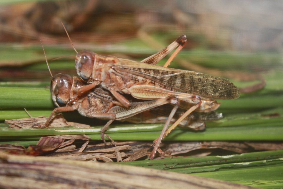Antalya Çekirge - Kurutulmuş Çekirge Net 5 gr.